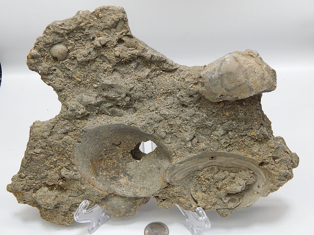 Large Plate of Ancient Bi-valves and Marine Fossils - Etsy