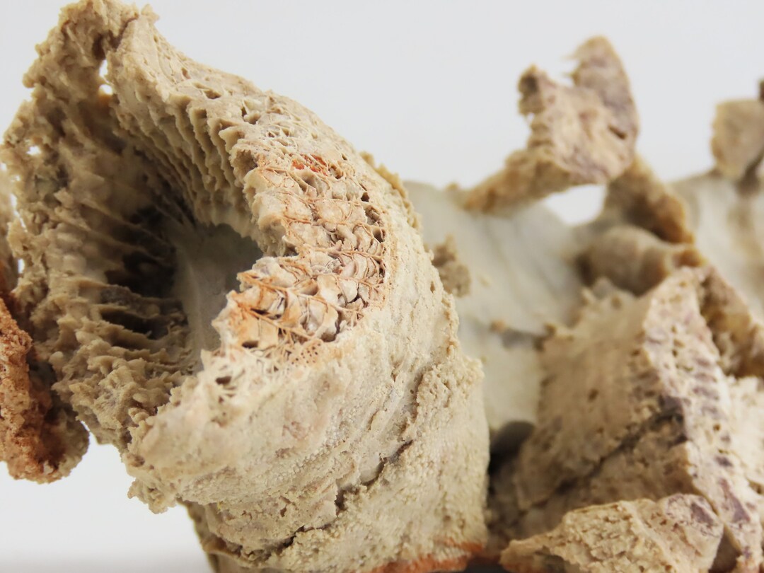 Caninia Coral Fossils on Potash From the Caboniferous Period - Etsy