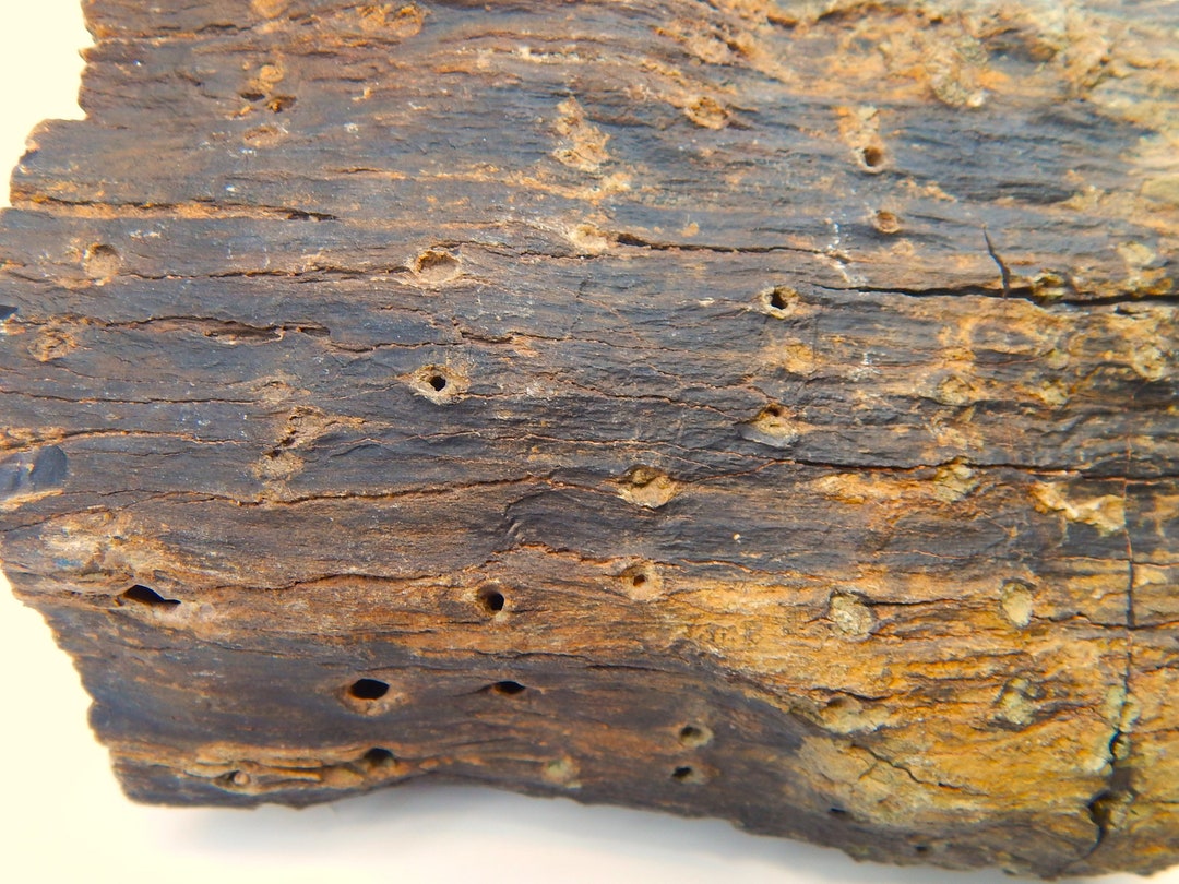 Stunning Petrified Worm Wood With Grub-bore Holes - Etsy