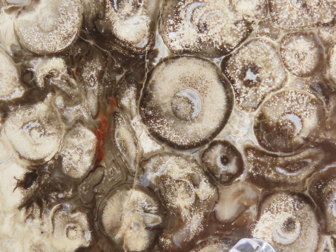 Polished Concretion Specimen of Pisoids or Pisolites and Oolites - Etsy