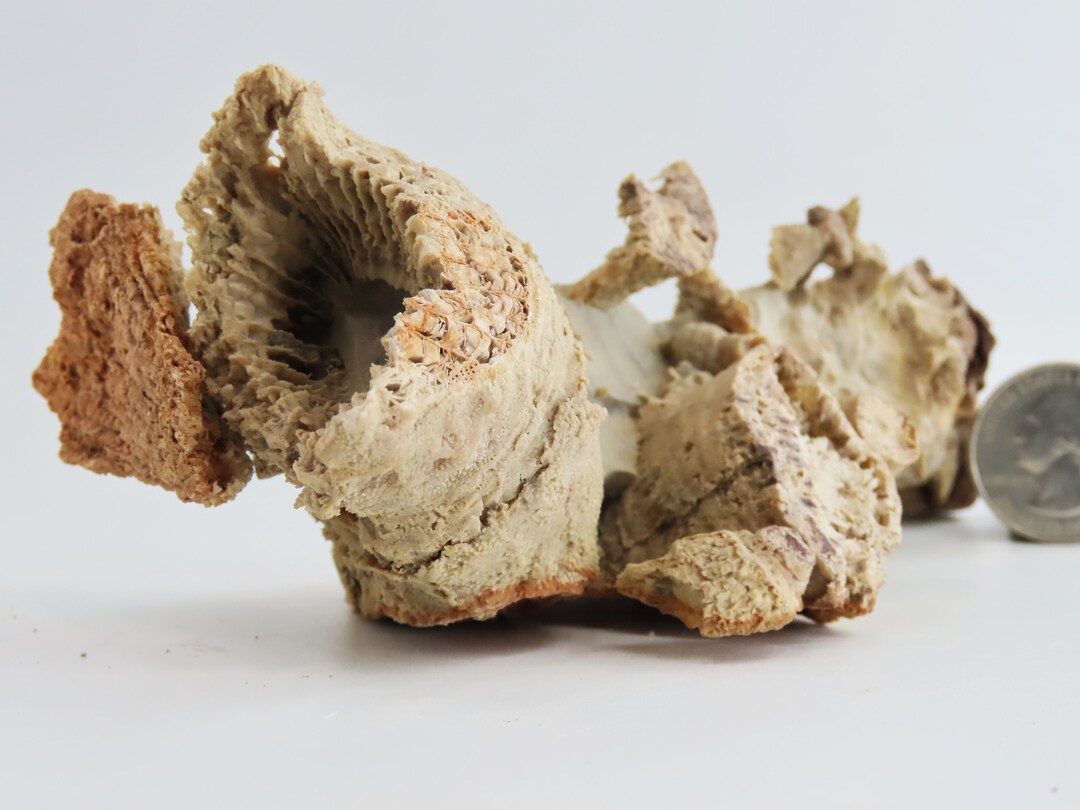 Caninia Coral Fossils on Potash From the Caboniferous Period - Etsy