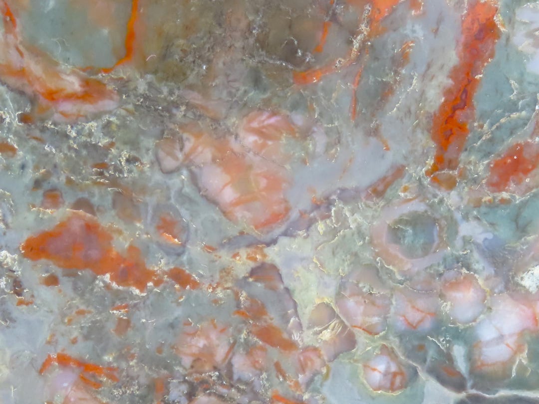 Large Polished Slice of Coprolite Dino Poop - Etsy