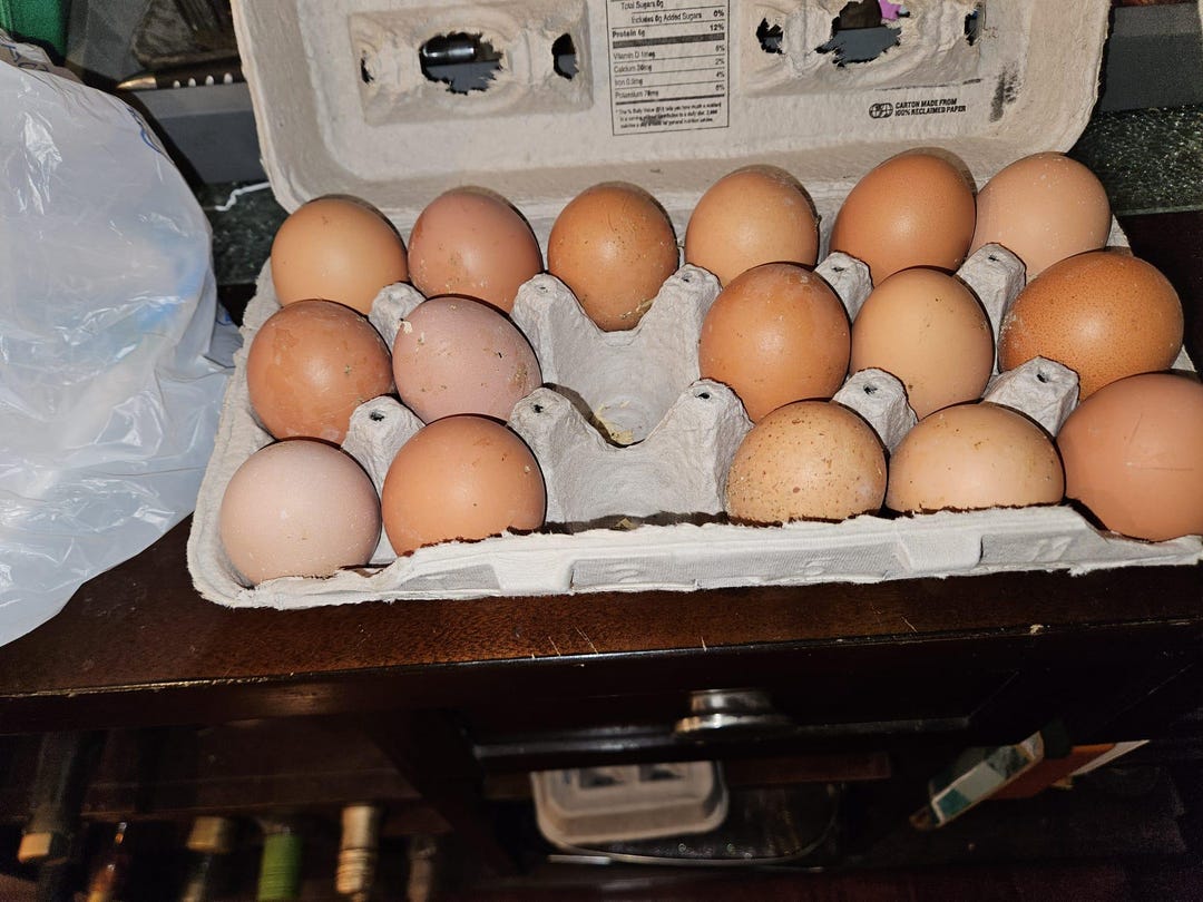 Local Pickup Only | Dozen | Organic Eggs | | All Natural Organic Feed ...