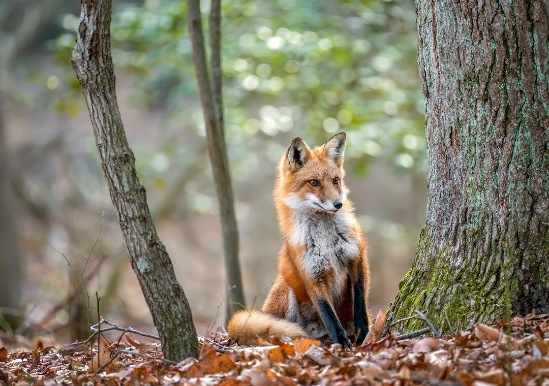 Portrait of a Wild Red Fox - Patrick Wolf Photography. Wildlife ...