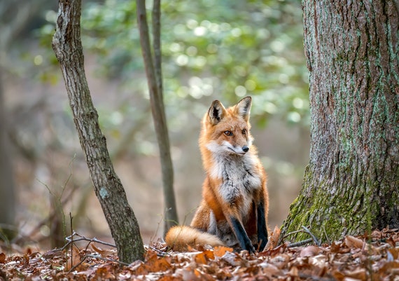 Portrait of a Wild Red Fox Patrick Wolf Photography. | Etsy