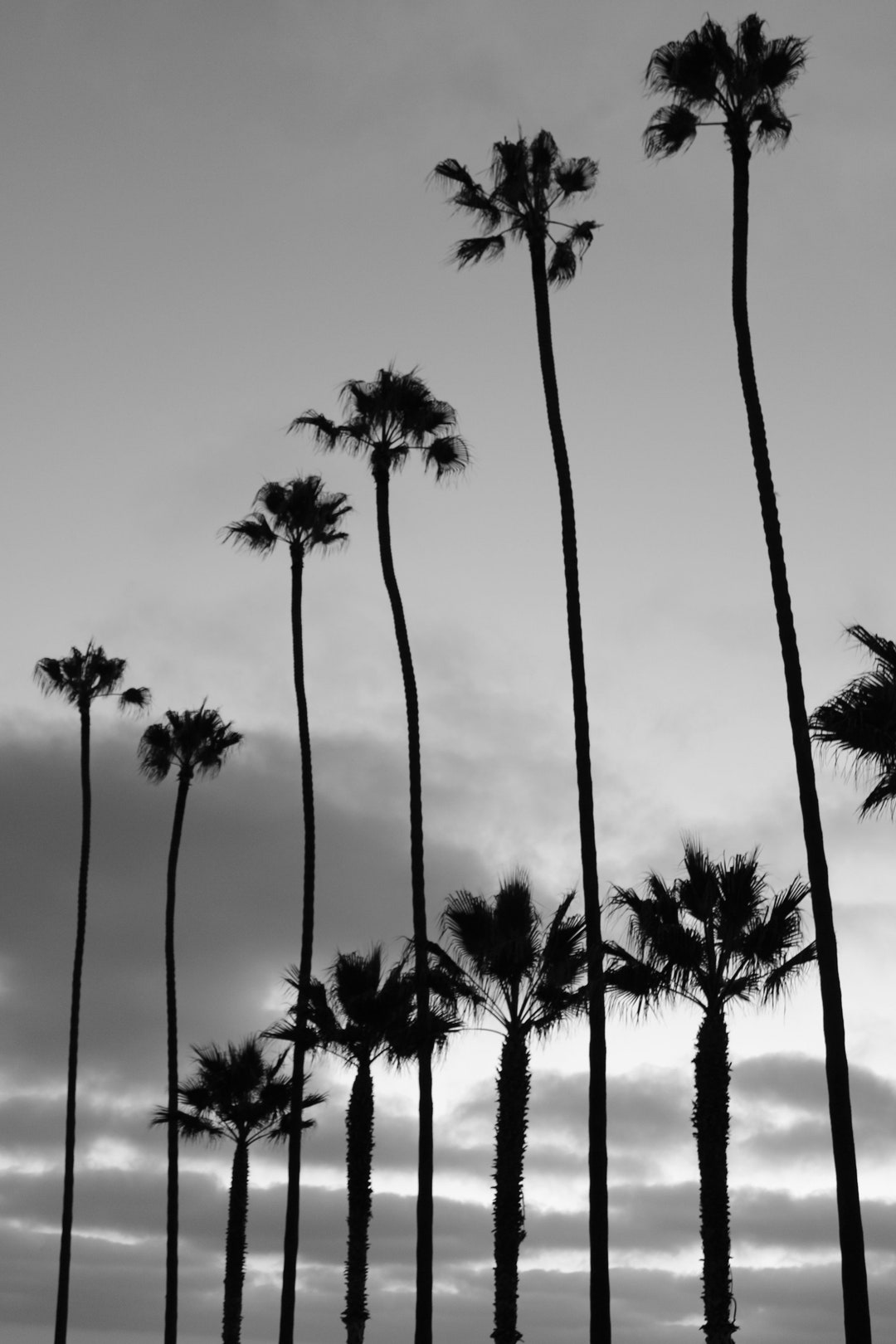 Black and White Palm Trees - Etsy