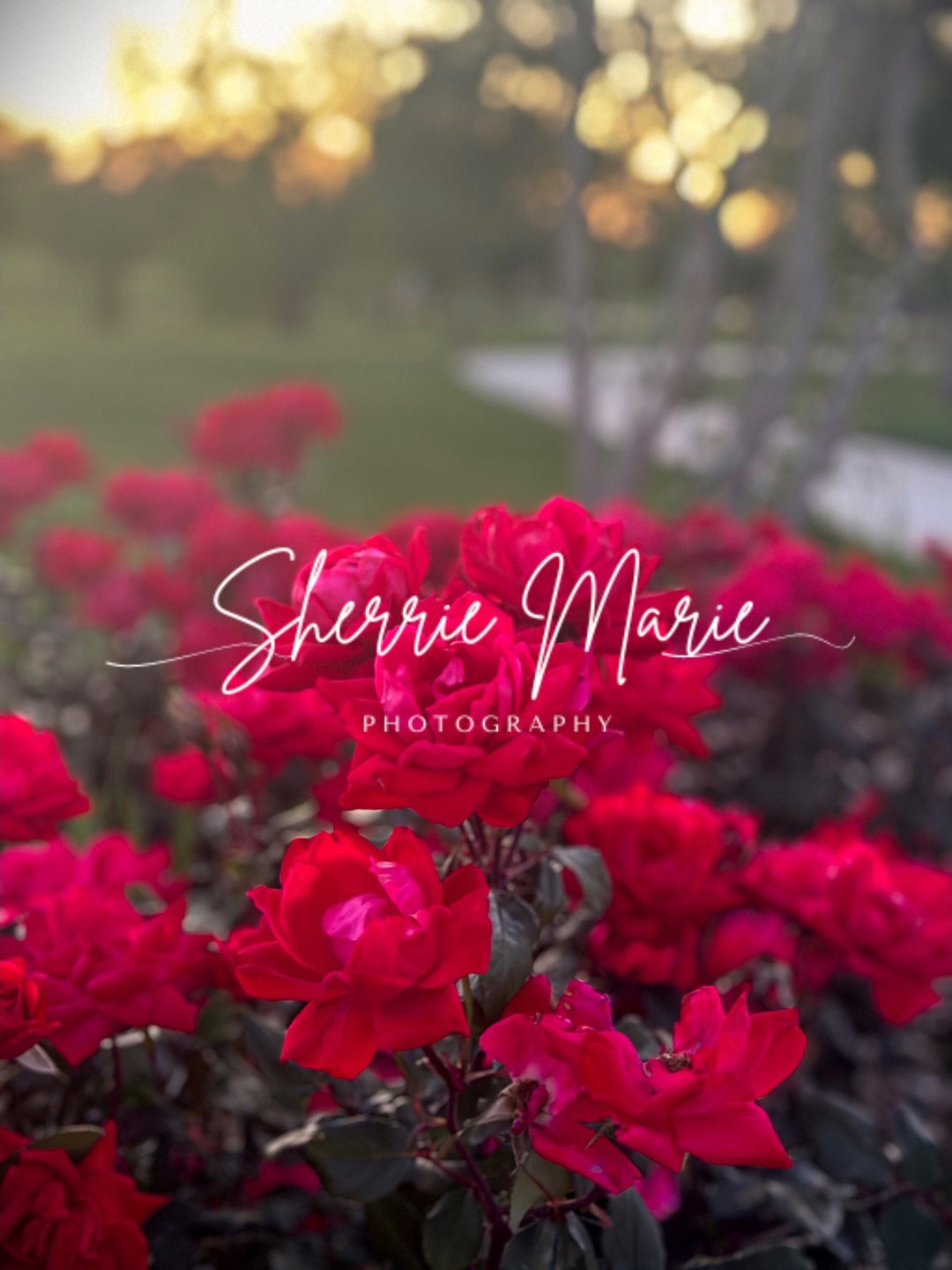 Golden Hour Roses - Etsy