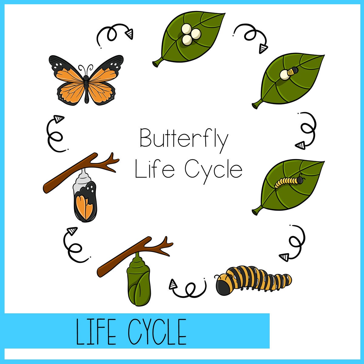 Butterfly Life Cycle Clip Art | Science, Earth Science, Spring - Etsy