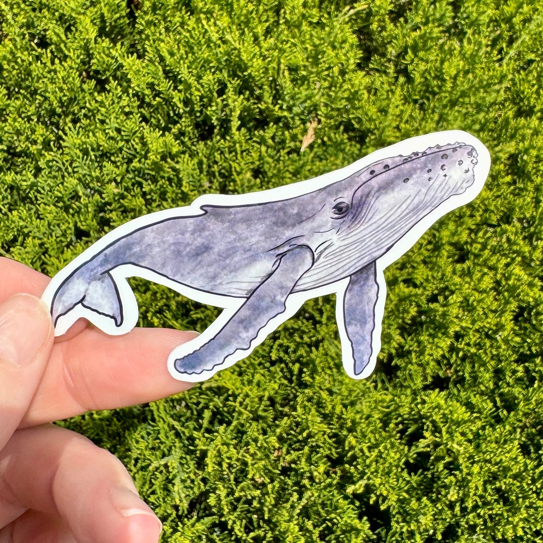 Watercolor Humpback Whale Sticker, Humpback Whale Sticker, Rainbow ...
