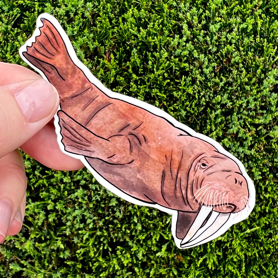 Walrus Sticker, Waterproof Animal Sticker, Walrus, Walrus Gift ...