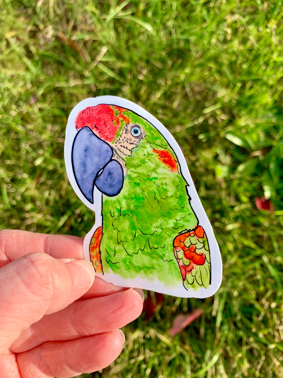 Red Fronted Macaw Sticker, Macaw Sticker, Waterproof Sticker, Vinyl ...