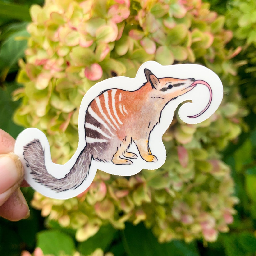 Numbat Sticker, Waterproof Sticker, Waterbottle Sticker, Animal Sticker ...