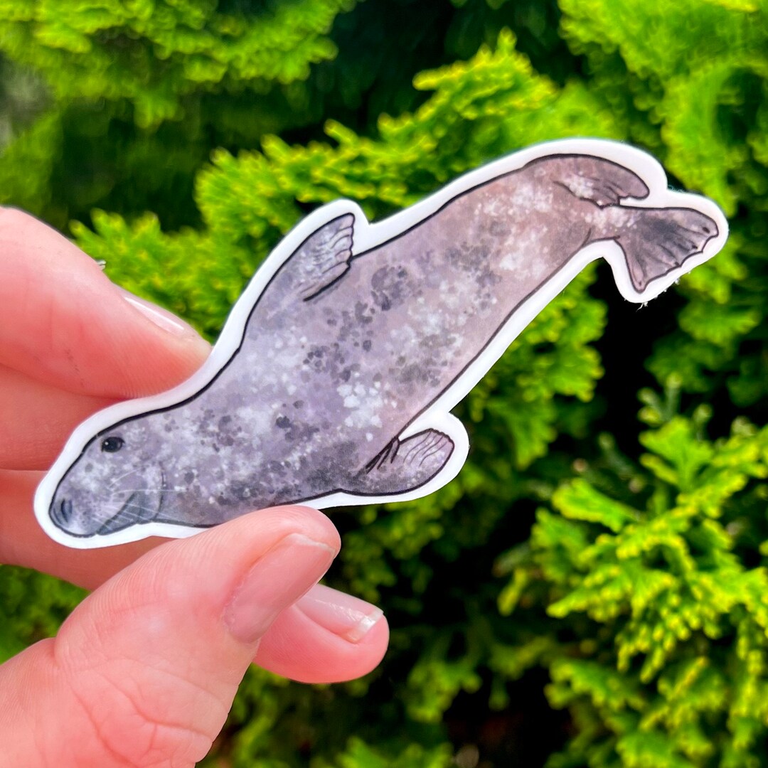 Gray Seal Sticker, Gray Seal, Rainbow, Seal Gift, Seal Sticker, Seal ...