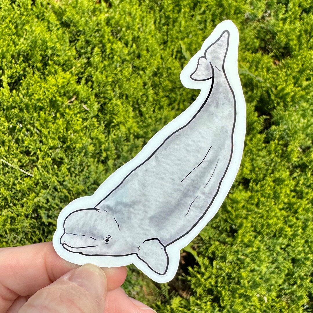 Watercolor Beluga Sticker, Beluga Whale Sticker, Zookeeper Sticker ...