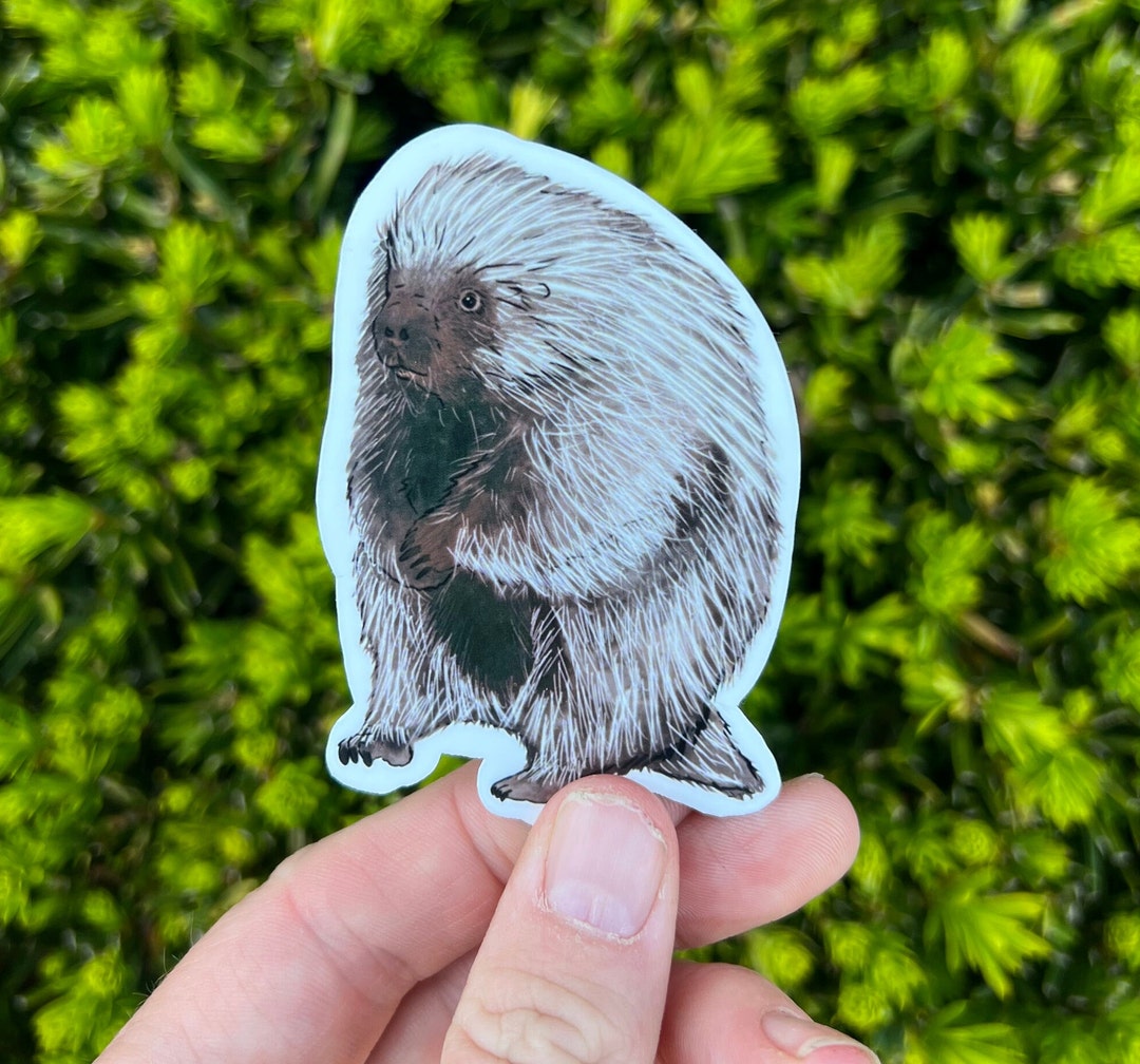 North American Porcupine Sticker, North American Porcupine, Porcupine ...