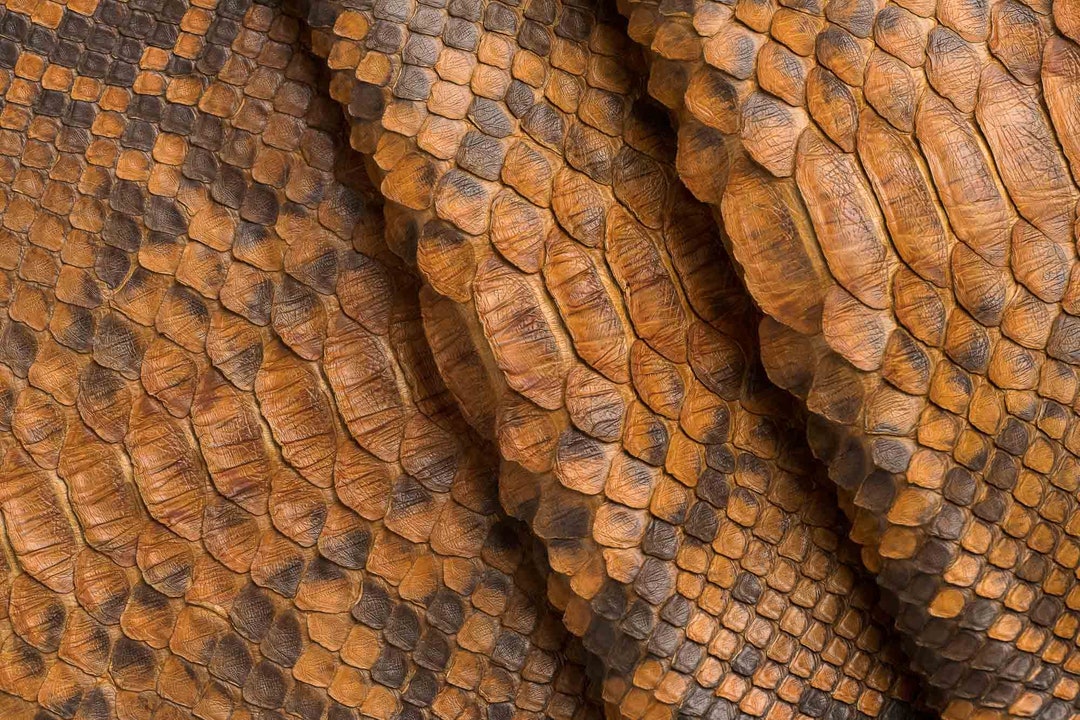 Genuine Python Skin Black Matte, Cognac Glossy Snake Skin, Black Glossy ...