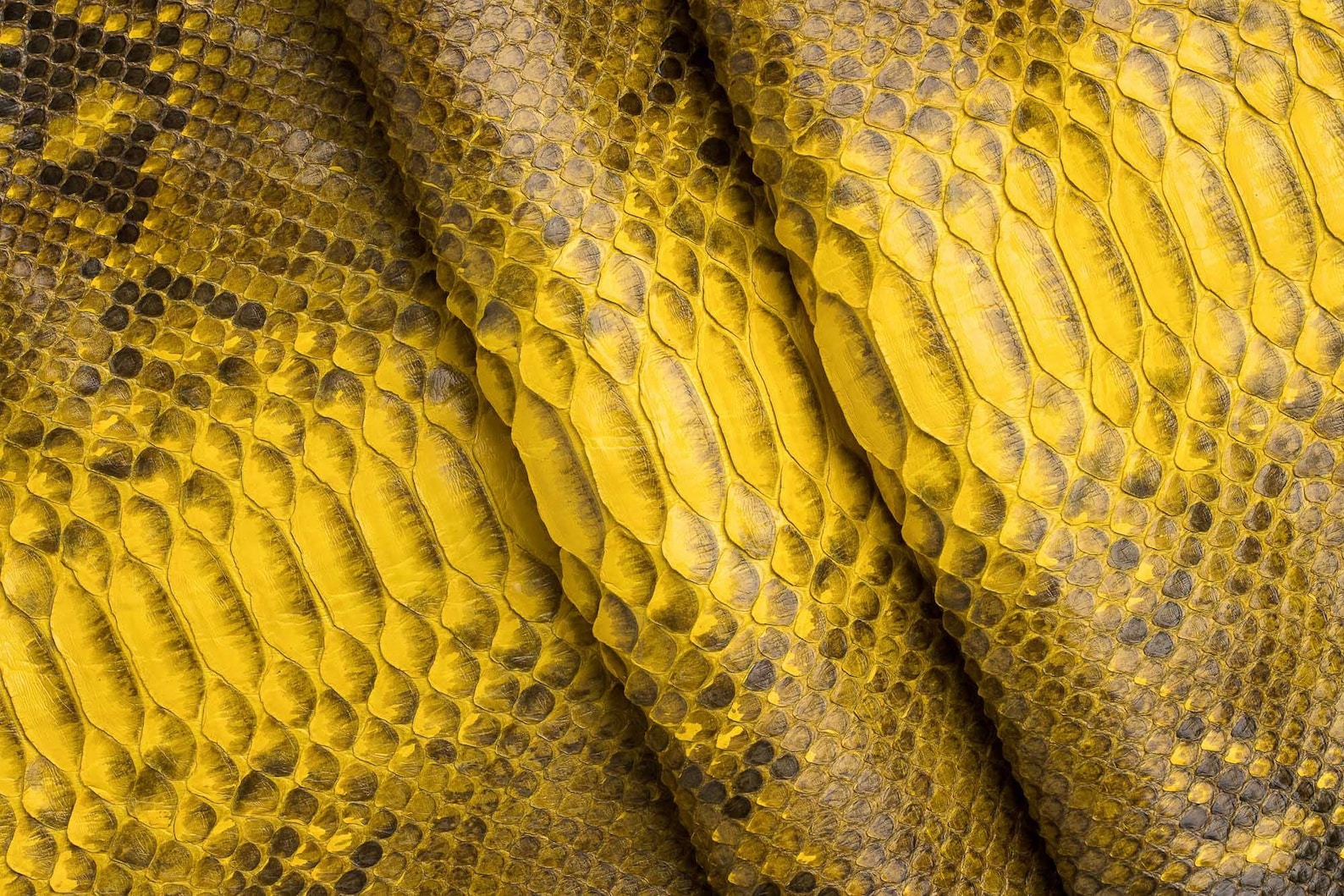 Genuine Olive Python Skin, Green Glossy Snake Skin, Red Matte Snake ...