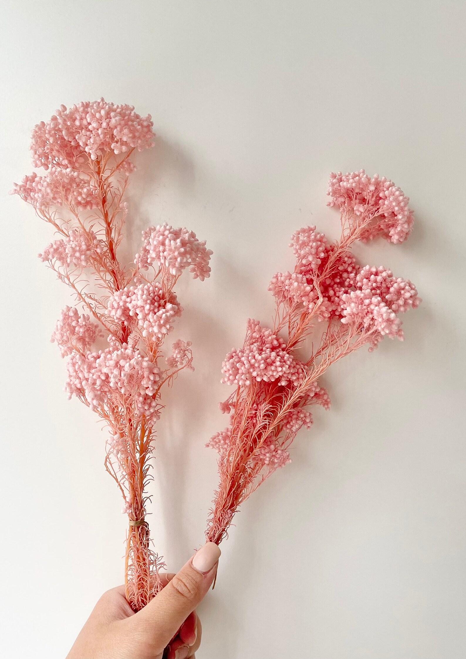 Bunch of Preserved RICE FLOWER Plant Various Colour Dried - Etsy