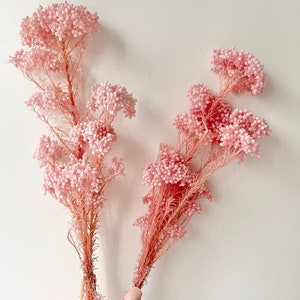 Bunch of Preserved RICE FLOWER Plant | Various Colour | Dried Flowers ...