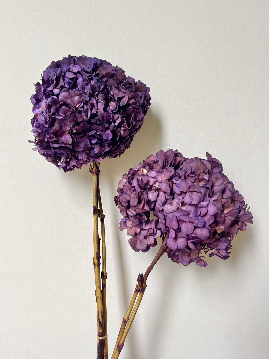 Dried Preserved Hydrangeas Large Head Ruffled Big Petals Dried Flower ...