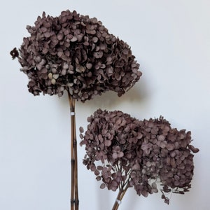 LARGE Head - Preserved Hydrangeas | Espresso Chocolate Brown | Dried ...
