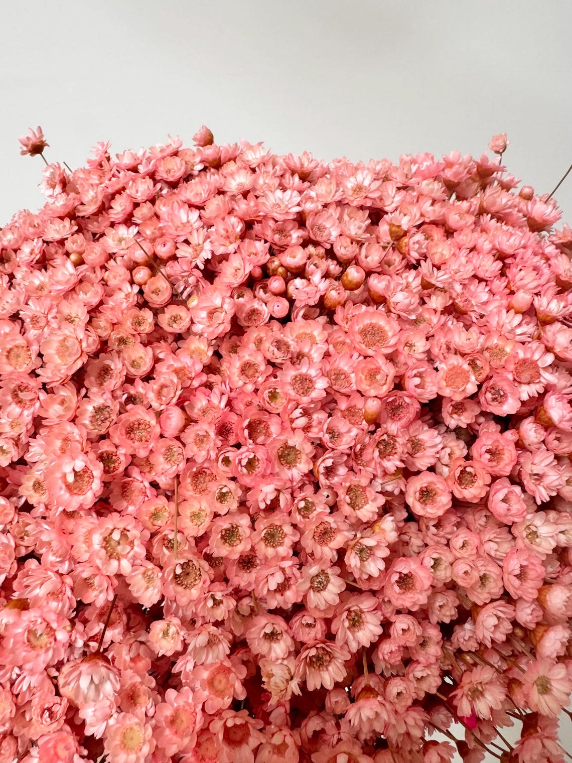 Preserved Dried Bunch of Stardust Baby Daisy Grass | Blush Peach ...