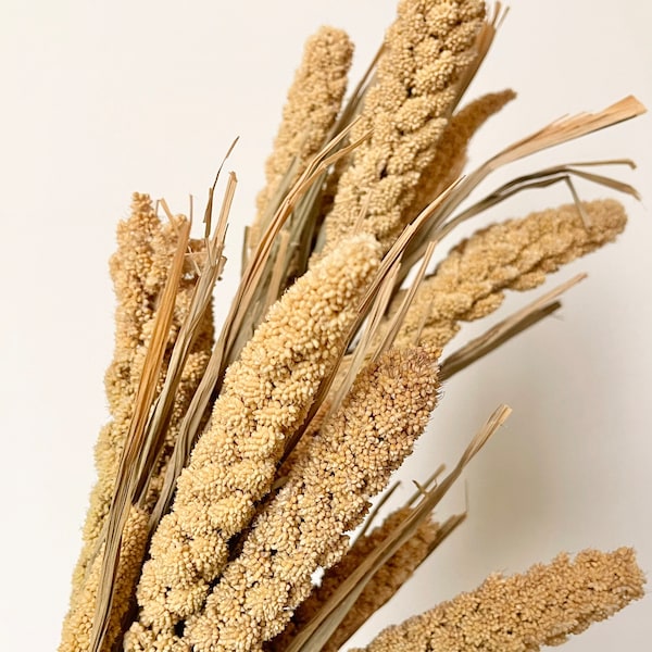 Dried Wheat - Etsy