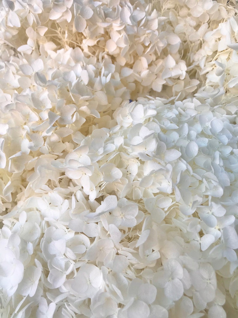 Dried Preserved Hydrangeas Medium Head WHITE Cream / BLACK | Etsy