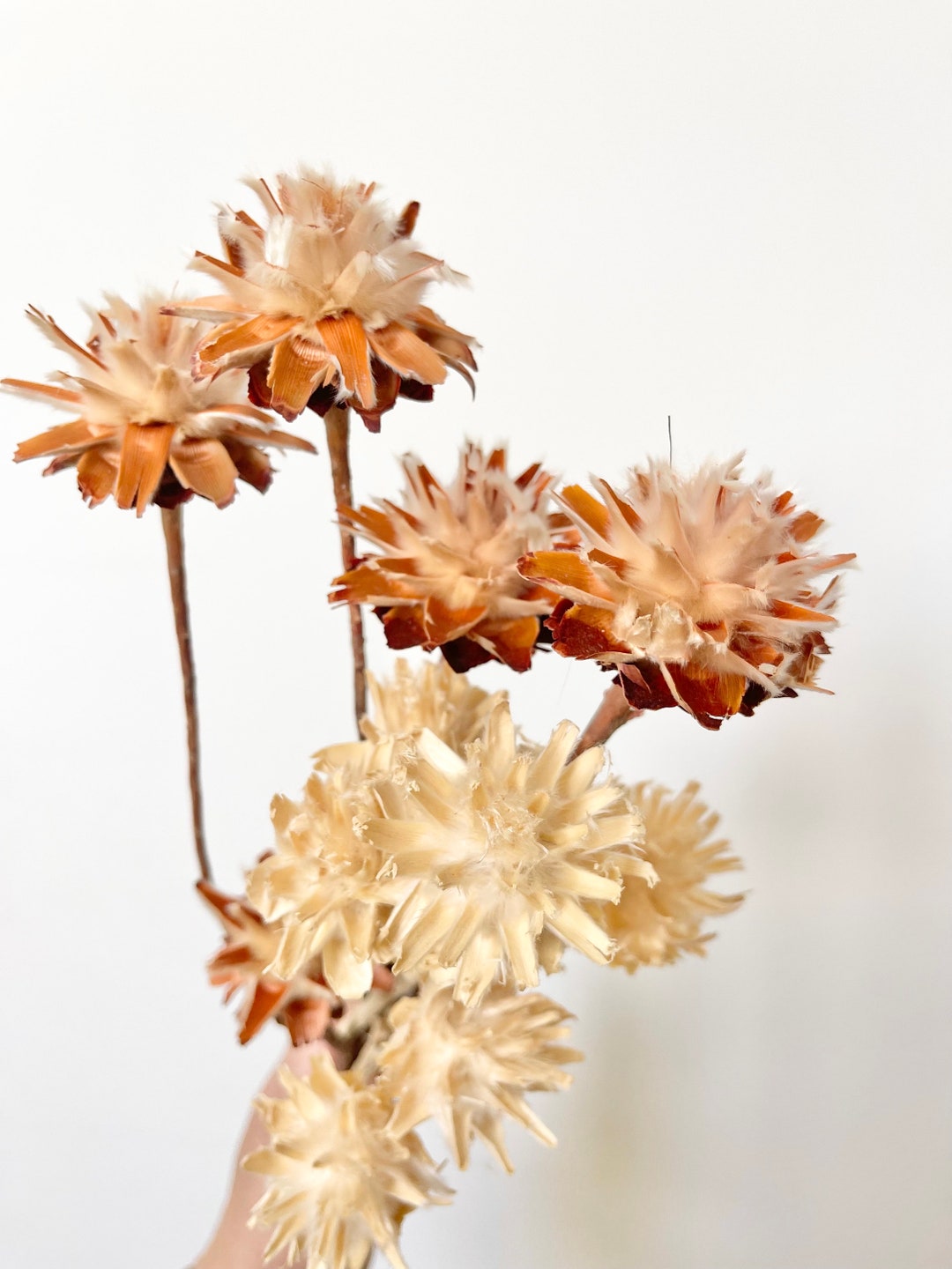 Dried Preserved Native Australian Bush PLUMOSUM Furry Head Natural ...