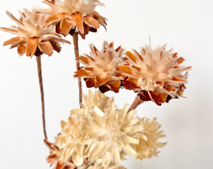 Dried Preserved - Native Australian Bush PLUMOSUM Furry Head - Natural ...