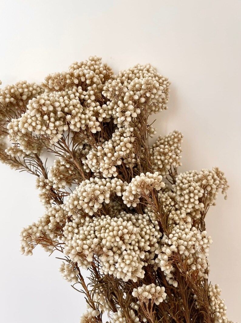 Bunch of Preserved Rice Flower Plant Dried Floral Design - Etsy