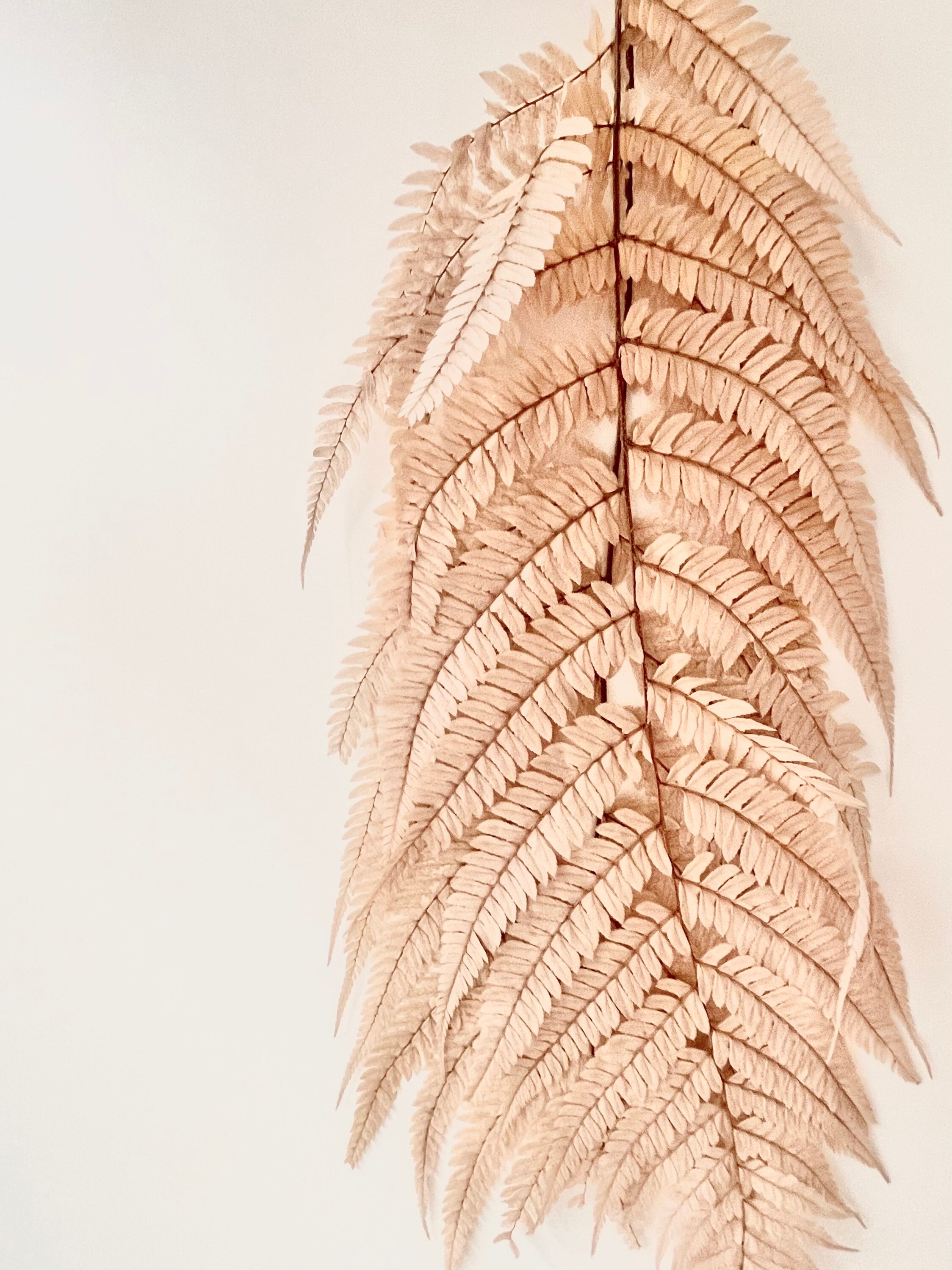 Preserved Mountain Wood Ferns Large Size Cut Dried - Etsy Australia