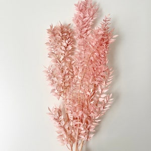 Preserved Italian Ruscus Fucus Leaves X 2 Stems High Quality Floral ...