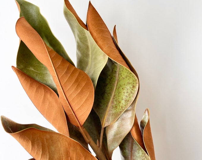 Rustic Quality Naturally Dried Magnolia Leaves Stems Dried Flower ...