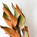 Rustic Quality Naturally Dried Magnolia Leaves Stems Dried Flower ...