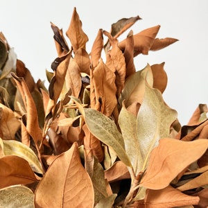 Rustic Quality Naturally Dried Magnolia Leaves Stems Dried Flower ...