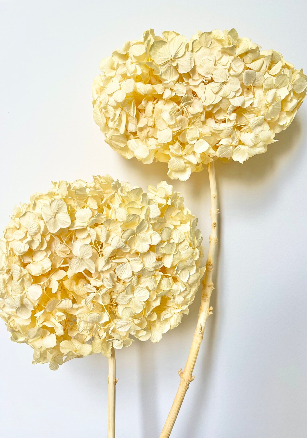 Dried Preserved Hydrangeas X-large Head Ruffled Big Petals Dried Flower ...