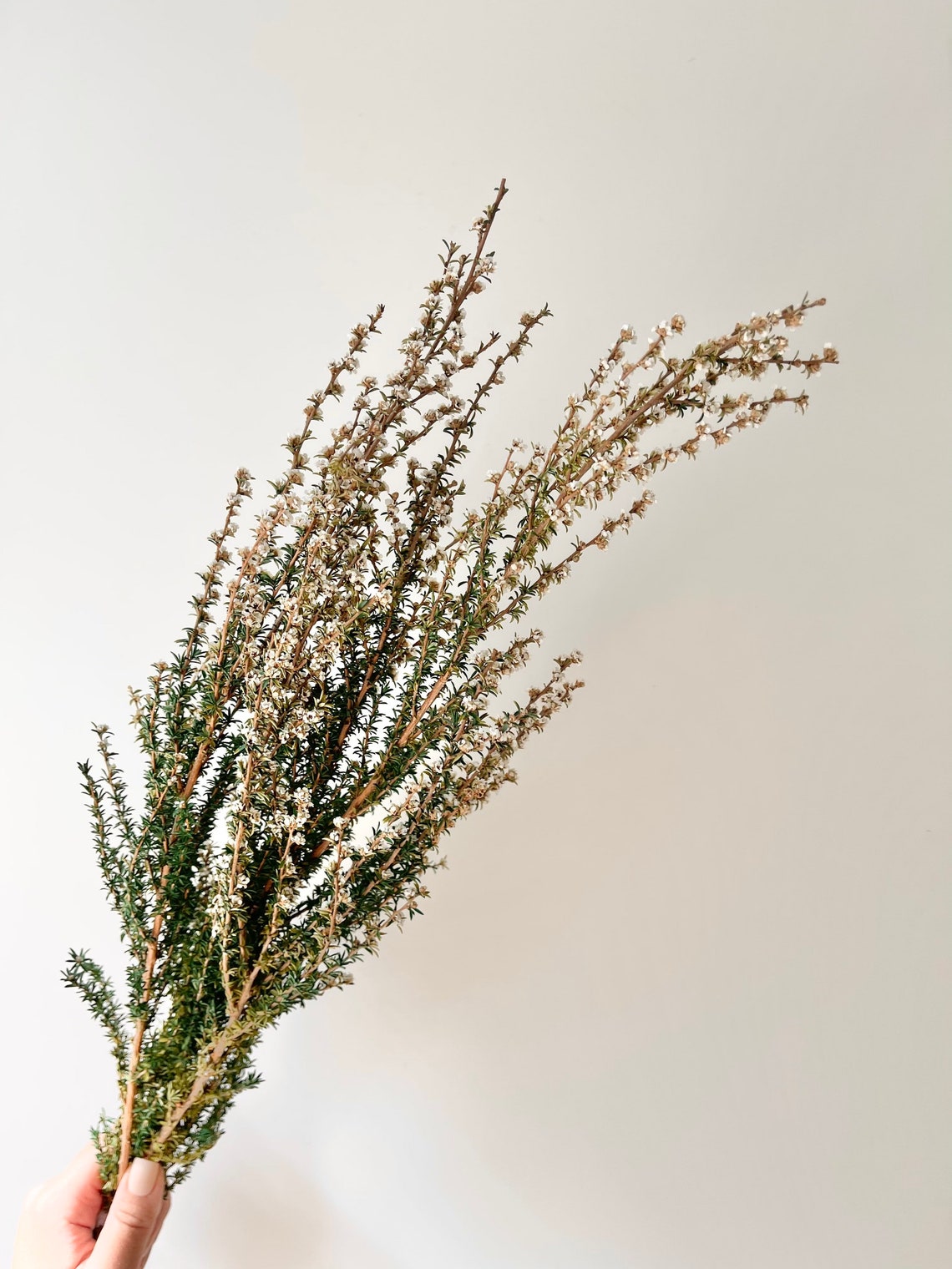 Preserved Dried Bunch of Native Tea Tree Natural Arrangement - Etsy