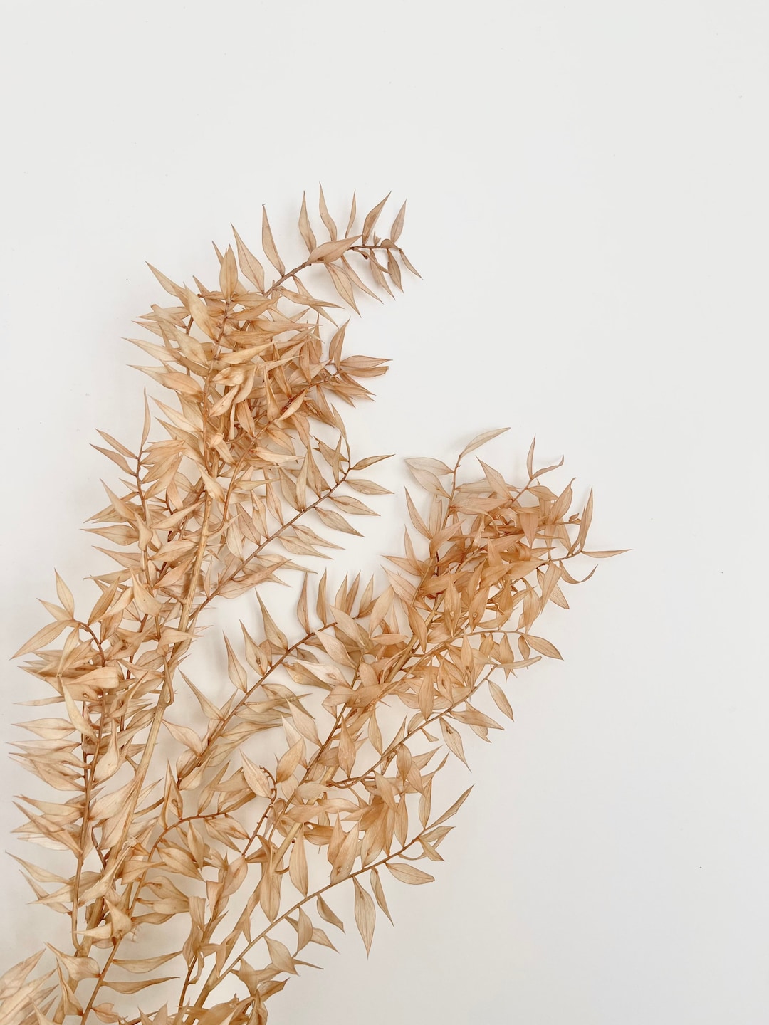 Preserved Italian Ruscus Fucus Leaves | High Quality | Floral Design ...