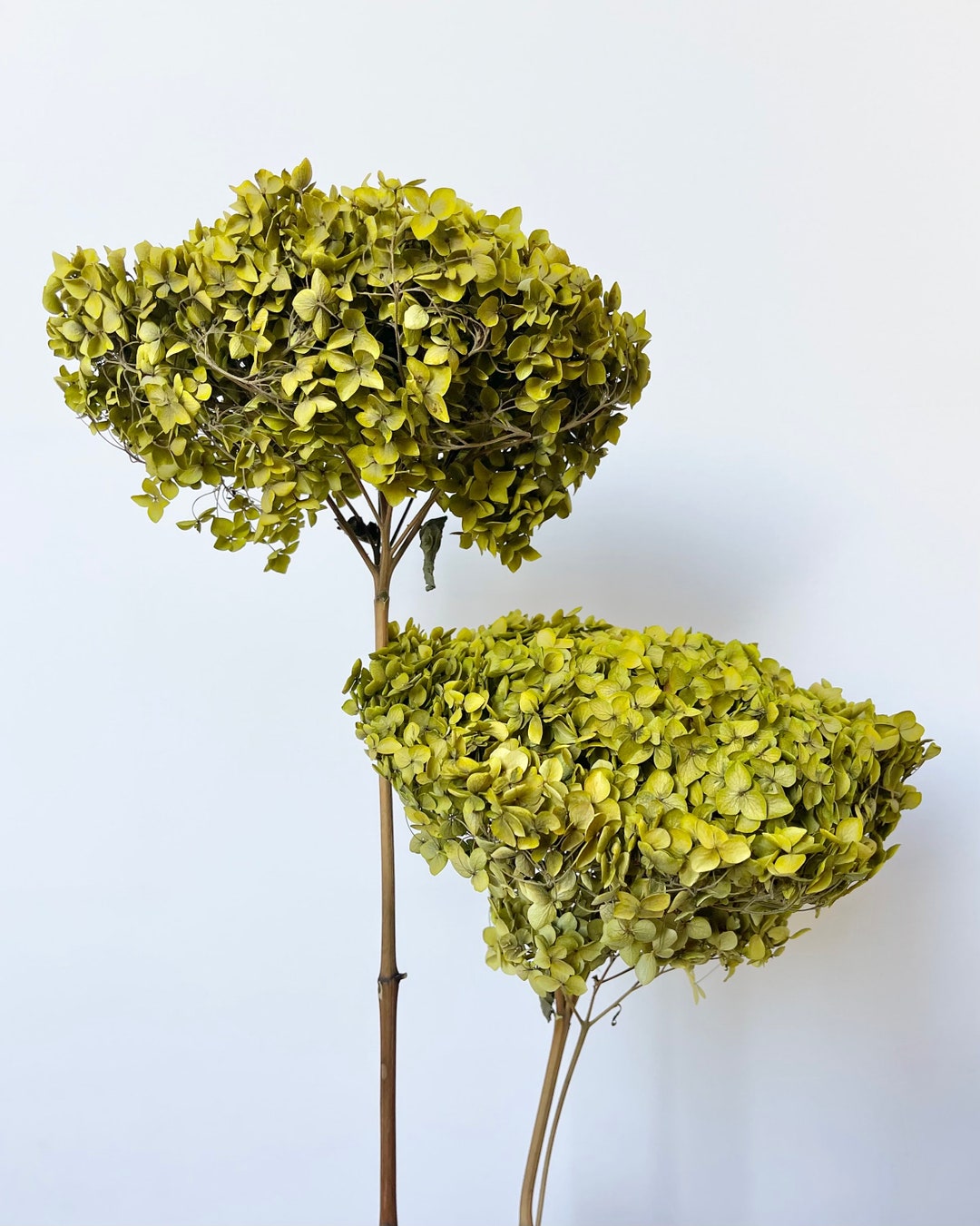 LARGE Head - Preserved Hydrangeas | LIME Avocado | Dried Flowers Floral ...