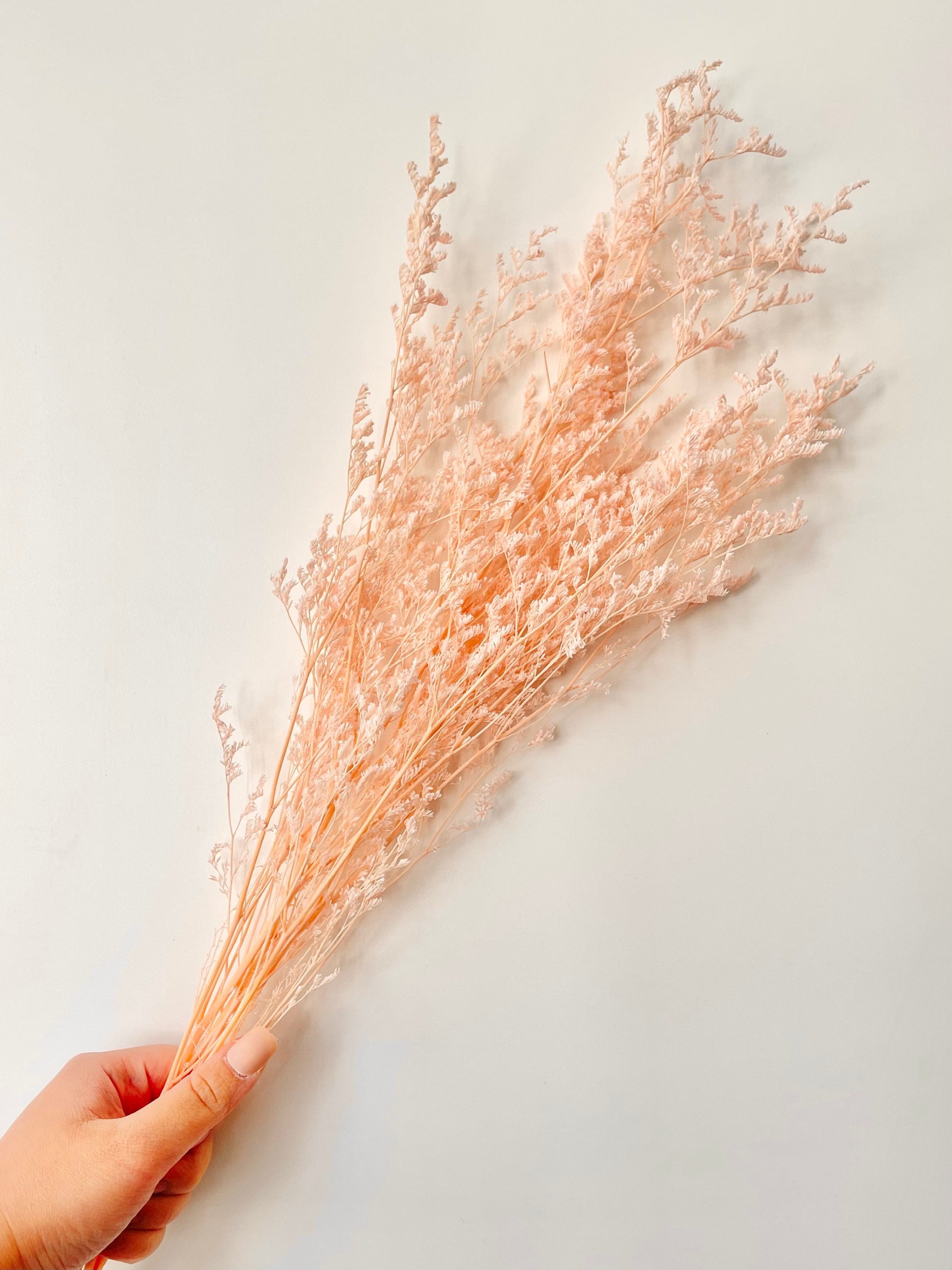 Preserved Dried MISTY LIMONIUM Caspia Plant Pink Shades | Etsy Australia
