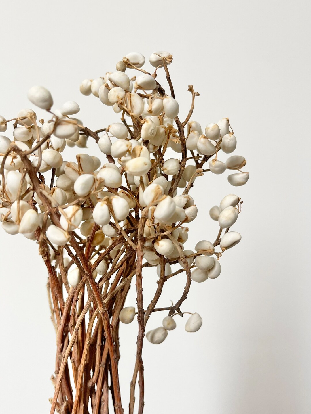 Dried Preserved JOB TEARS Adlay Grain Fruit Pods Branch | Flower Floral ...