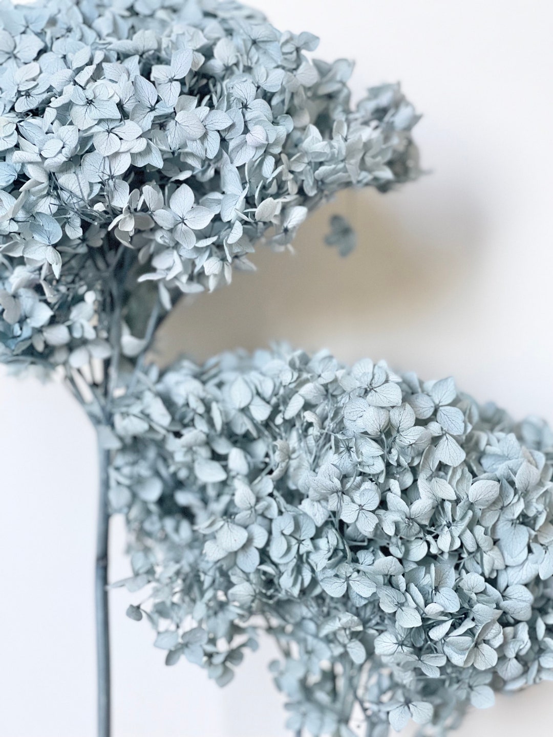 High Quality - Large Head - Preserved Hydrangeas in DUSTY BLUE | Dried ...