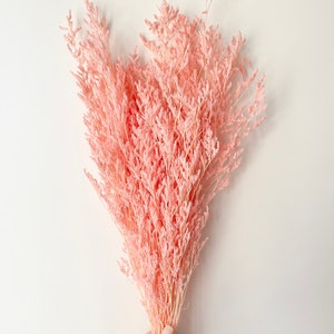 Preserved Dried MISTY LIMONIUM Caspia Plant Pink Shades Dried Flowers ...