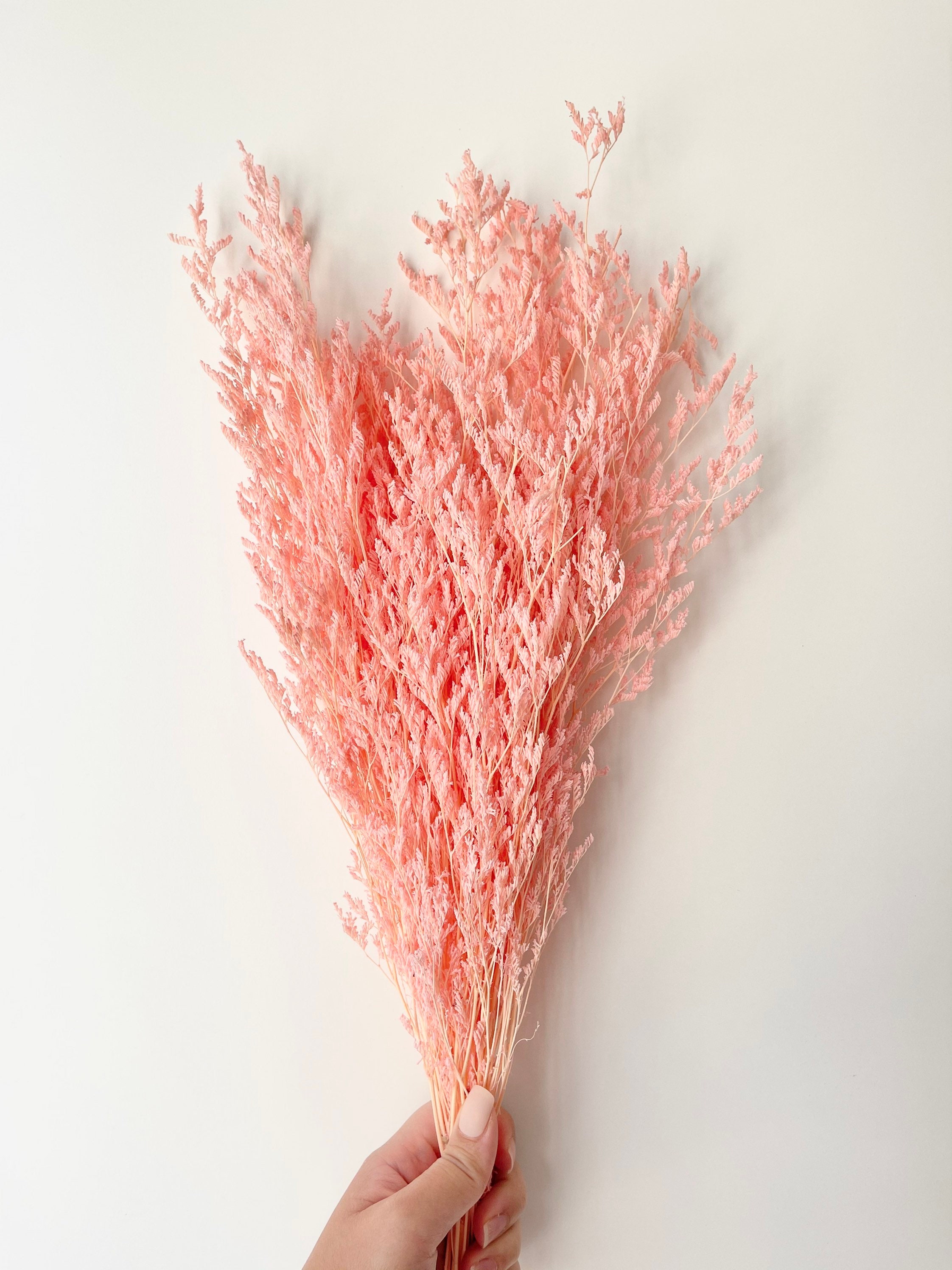 Preserved Dried MISTY LIMONIUM Caspia Plant Pink Shades | Etsy