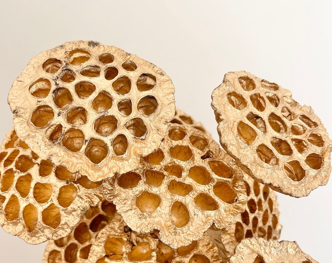 Dried Preserved GOLD Lotus Pod Head | Dried Flower Floral Design | Boho ...