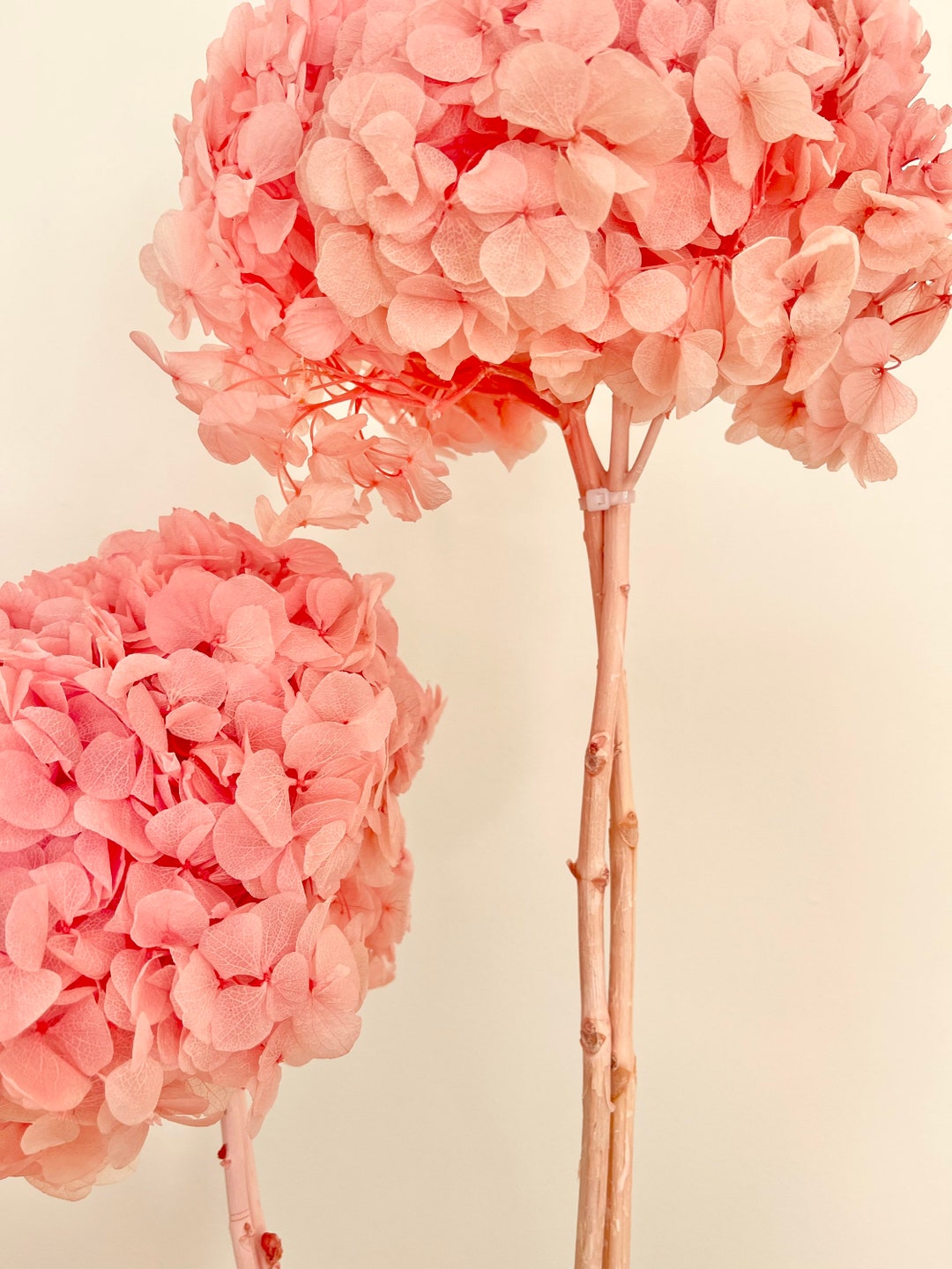 Dried Preserved Hydrangeas - Large Head - Ruffled Big Petals | Dried ...