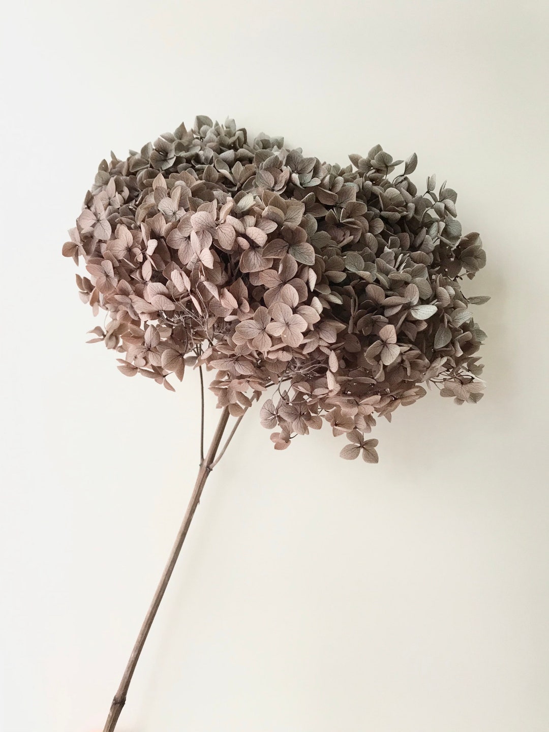 Dried Preserved Hydrangeas - LARGE Head - Powdered Taupe | Dried Flower ...