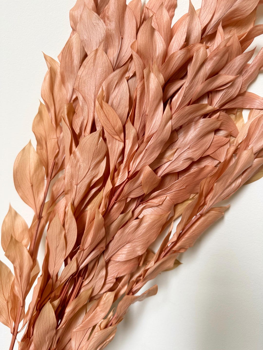 Preserved ISRAELI RUSCUS Big Leaves Plant Toffee Blush Dried Flowers ...