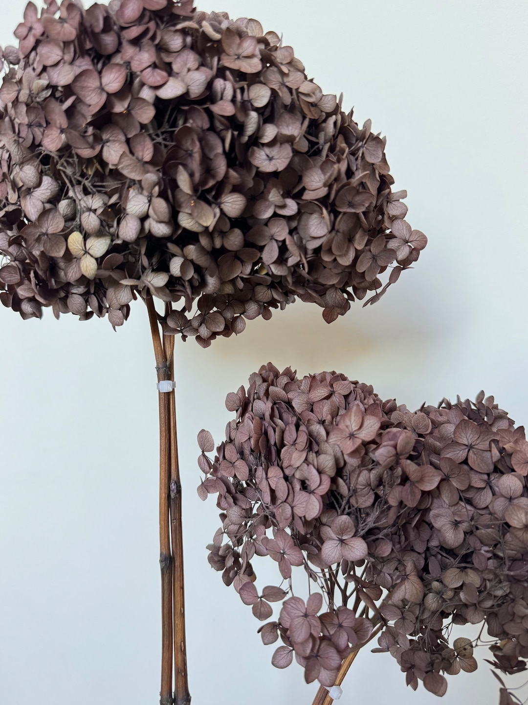 LARGE Head - Preserved Hydrangeas | Espresso Chocolate Brown | Dried ...